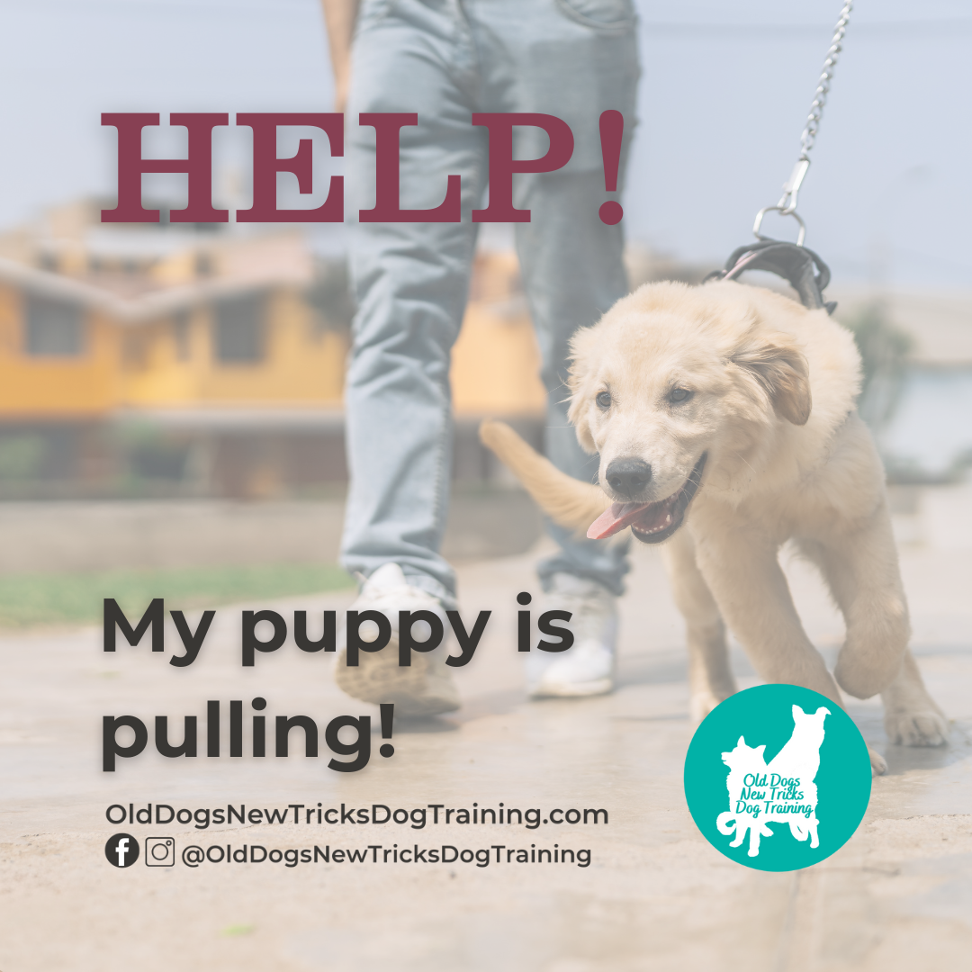 HELP! My Puppy is PULLING! – Old Dogs New Tricks Dog Training